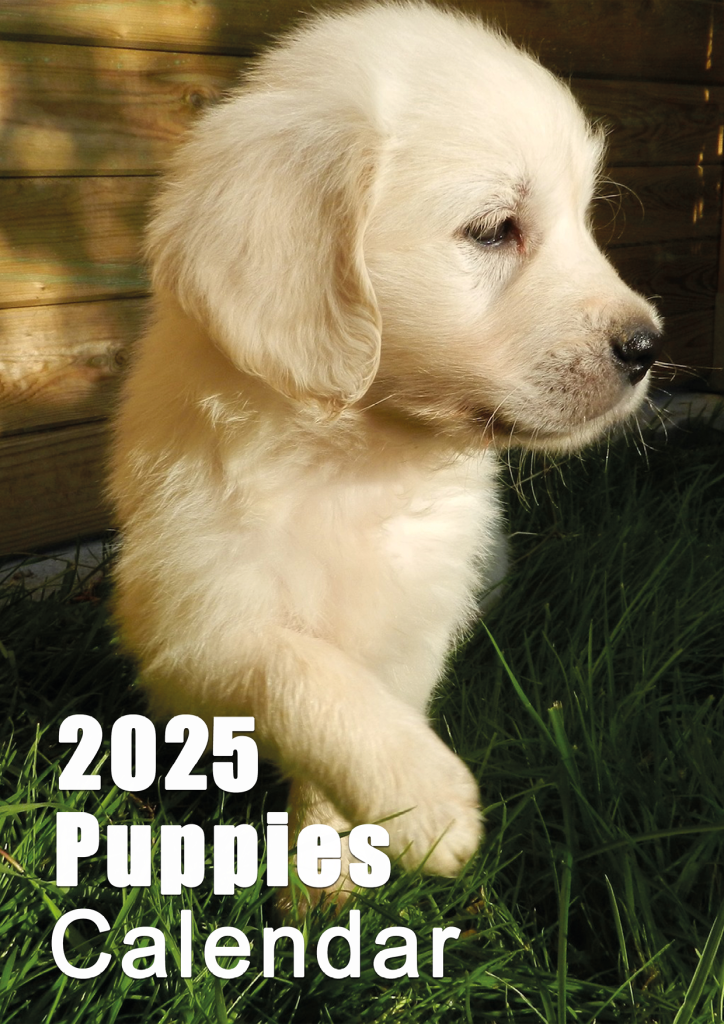 2025 Cute Puppies Calendar – personaprint.co.uk
